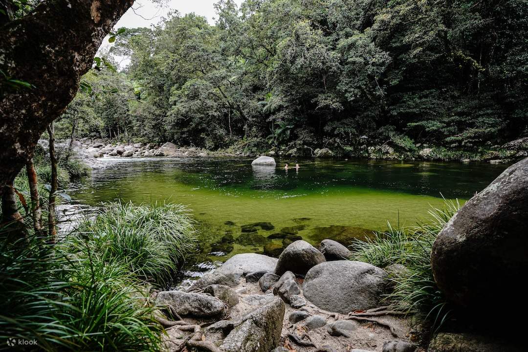 Tur Hutan Hujan Daintree Setengah Hari Pagi - Klook Indonesia