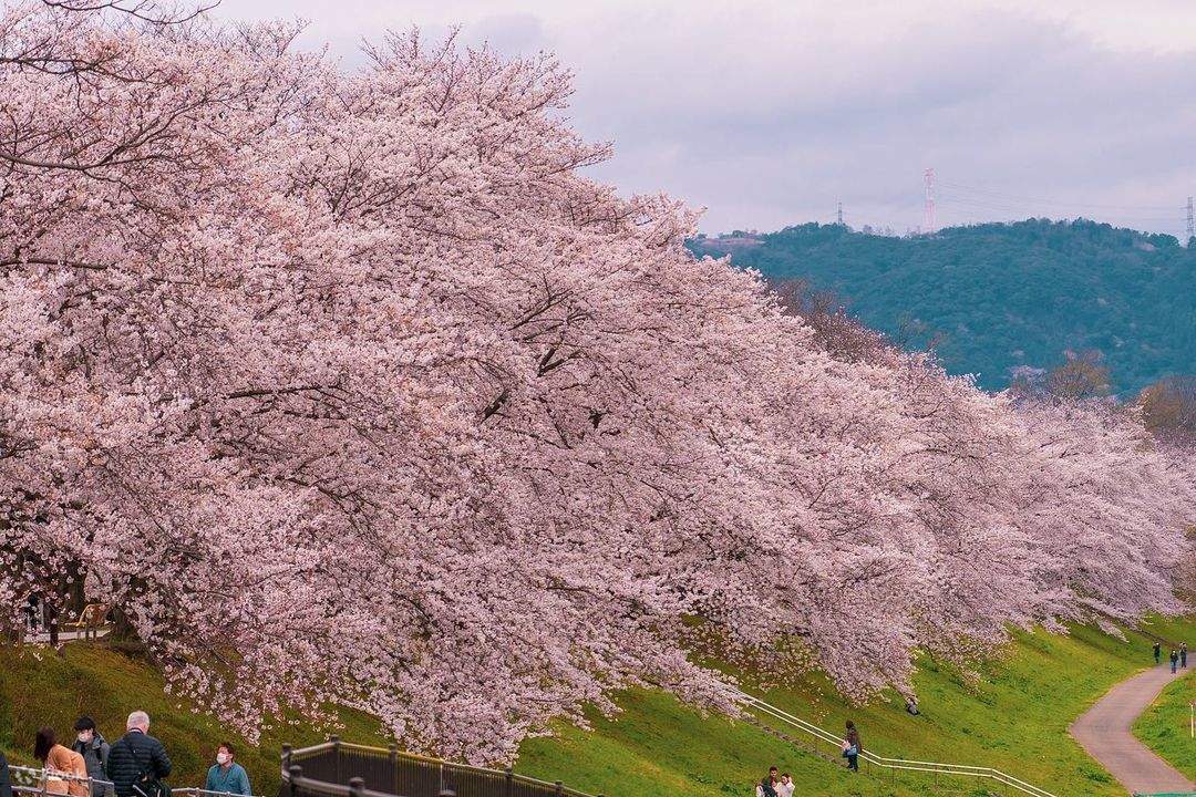 Uji Byodoin Temple & Nara Park & Todai-ji Temple Autumn Viewing Day ...