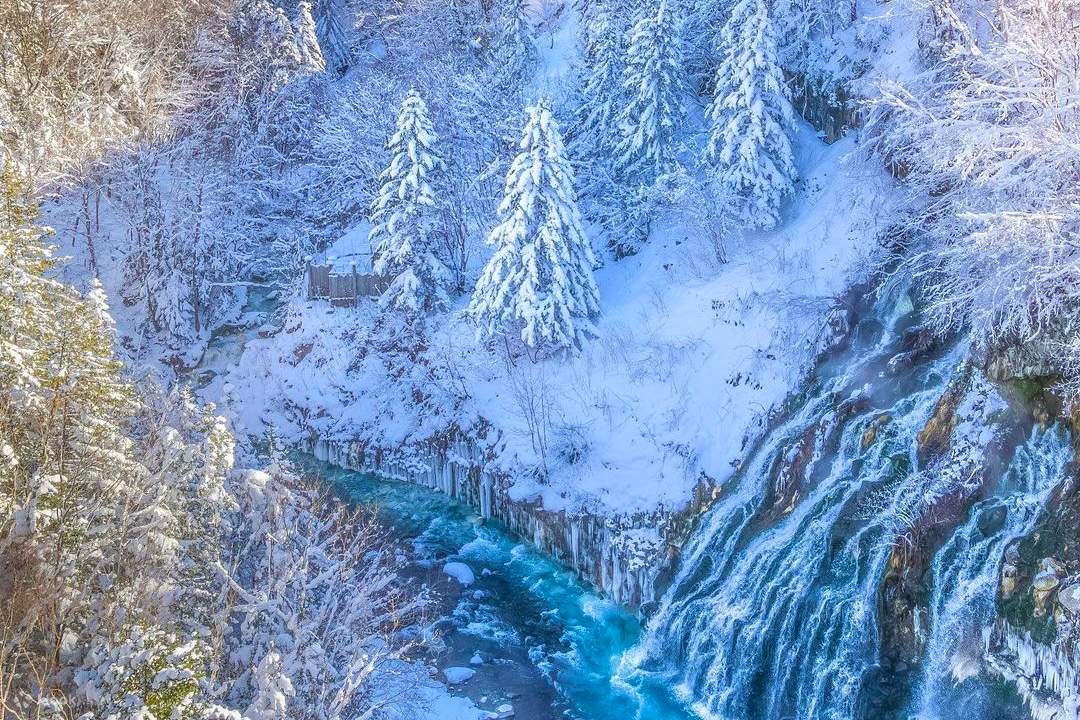 [Hokkaido Summer Hot Spots] Patchwork Road Seven Star Tree & Shikisai ...