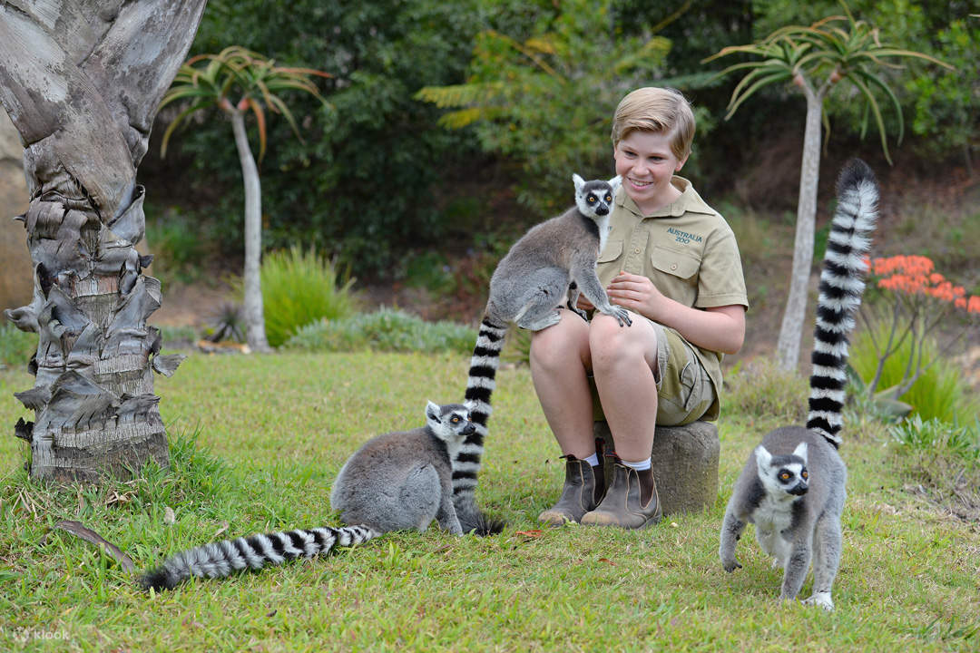 Australia Zoo Transfer and Entry Adventure - Klook Singapore