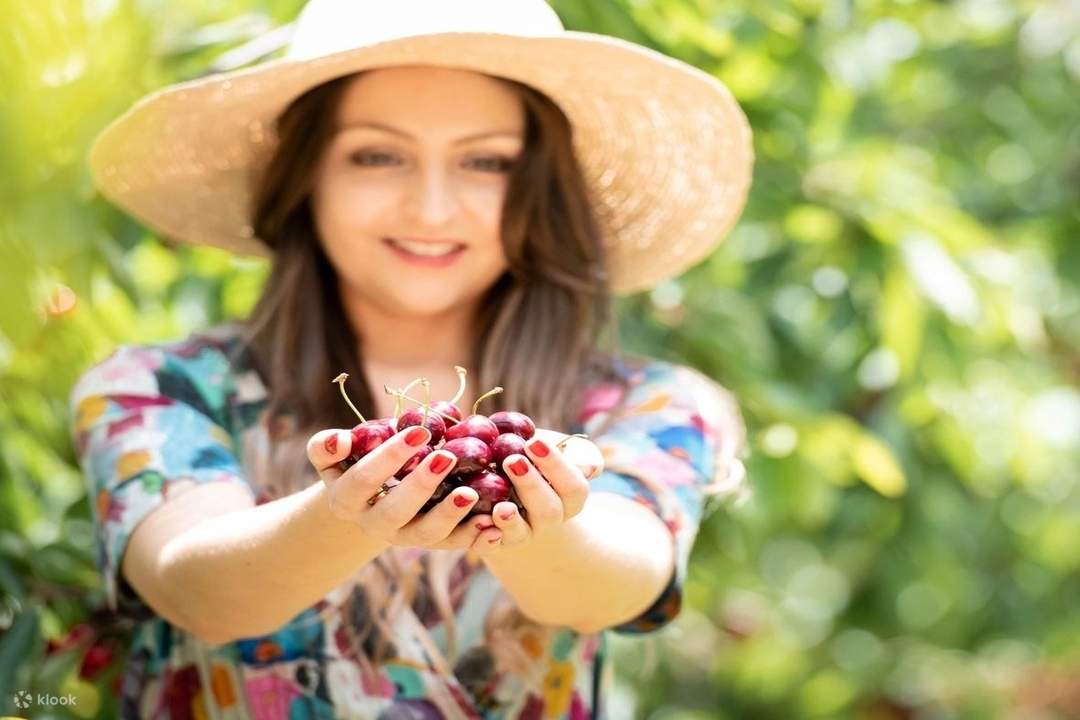Melbourne Cherry Season Day Tour with Chinese Speaking Guide - Klook ...