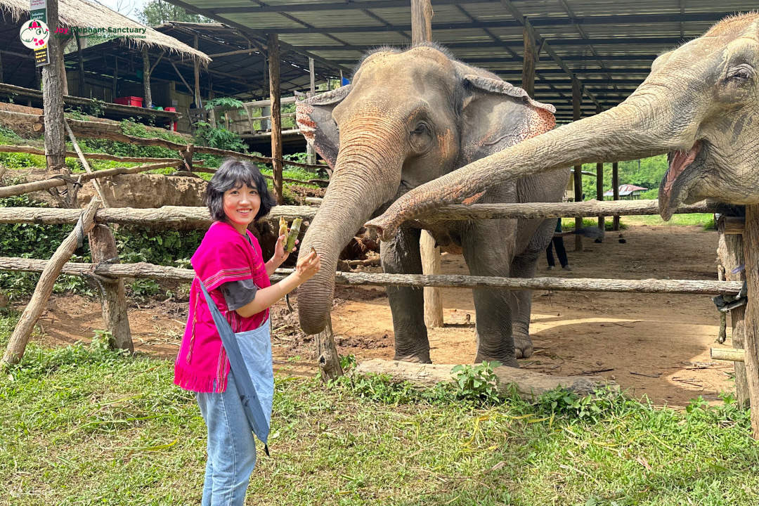 Chiang Mai Elephant Sanctuary Observation and Activity Combo - Klook ...