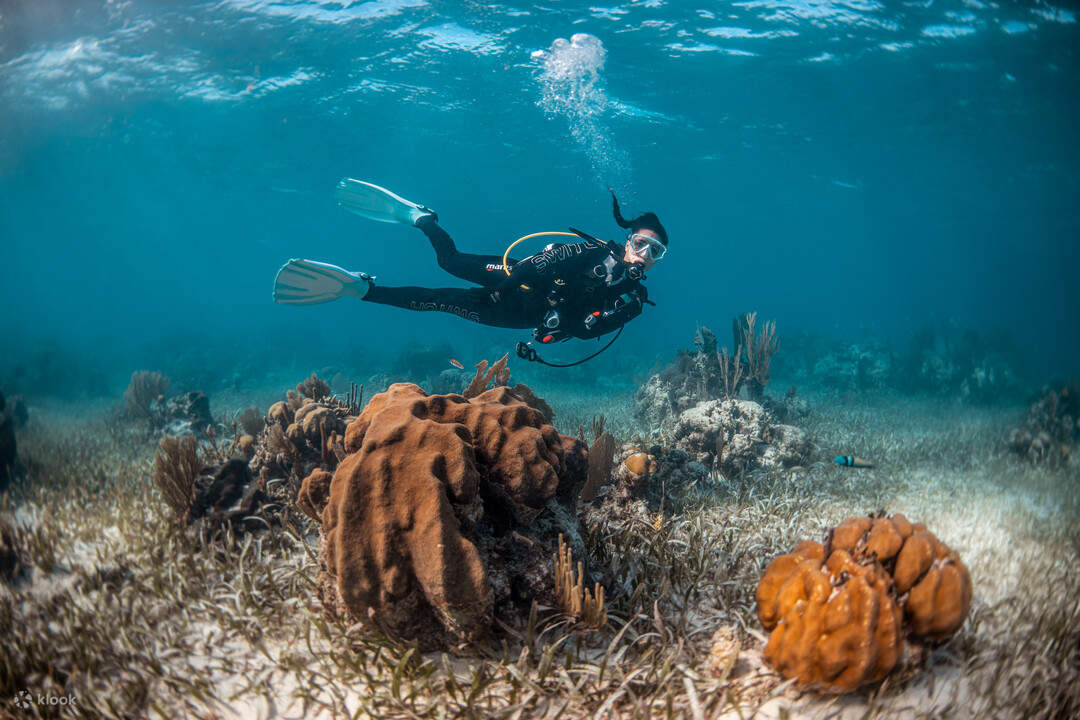 Sapi Island Scuba Diving Adventure in Kota Kinabalu, Sabah - Klook
