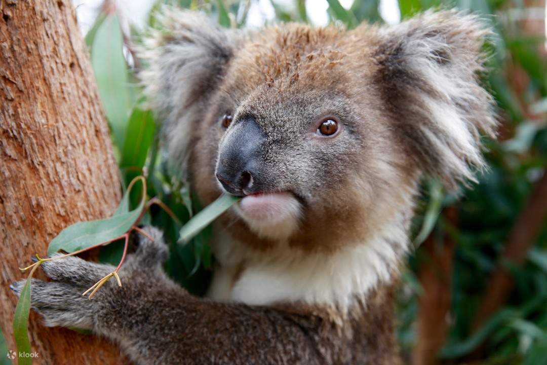 Healesville Sanctuary Koala Close-Up Encounter termasuk Akses Masuk ...