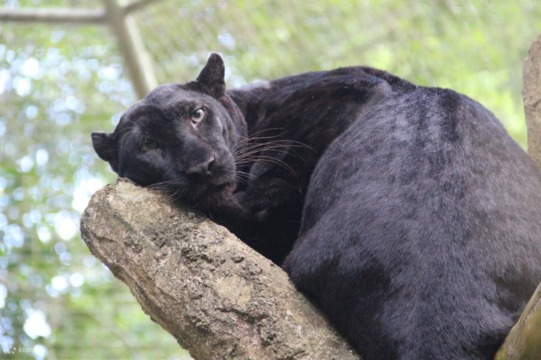 Billet pour le zoo de Melaka - Klook France