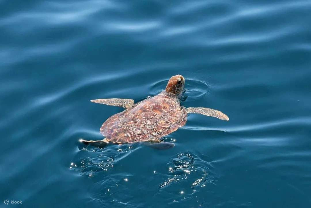 Tur Pribadi Satu Hari Hainan Sanya Fenjiezhou Island + Penjelaman ...