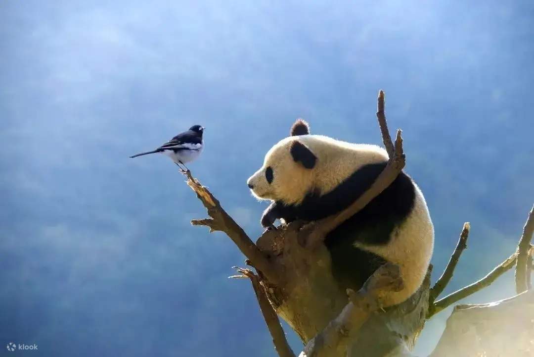 Wolong China Giant Panda Park Shenshuping Base One-day Tour/Charter ...