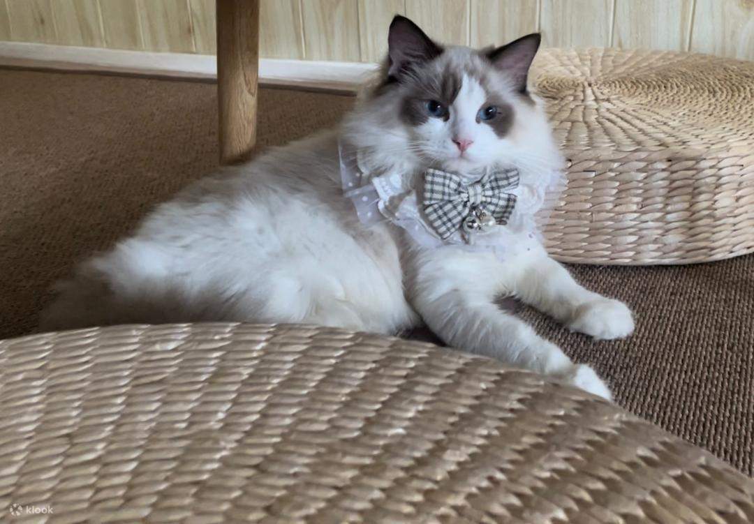 Zenzoo Japanese Cat Cafe - Klook