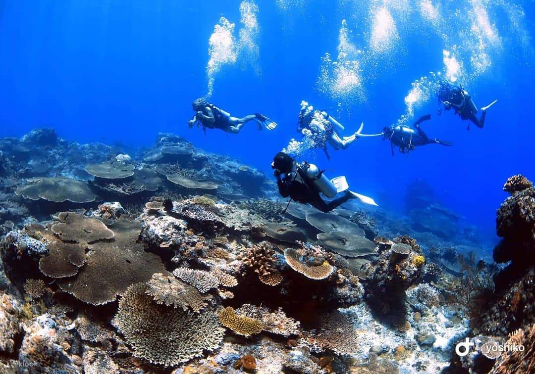 Open Water Diver (E Learning) in Palawan | PADI 5 Star Dive Resort ...