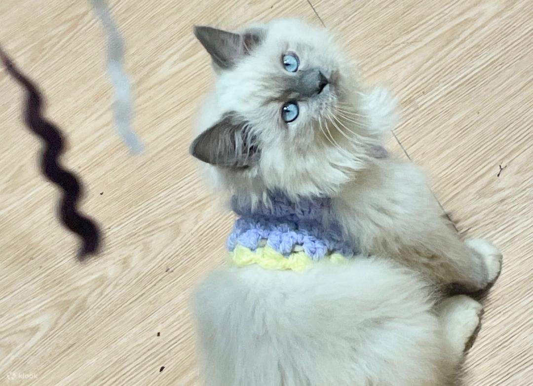 Kafe Kucing Jepang Zenzoo - Klook Indonesia