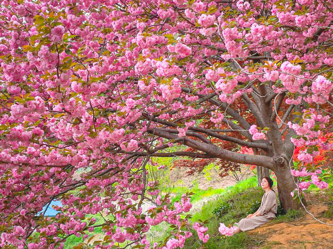 Cherry Blossom Suwon Hwaseong Fortress Tour from Seoul - Klook