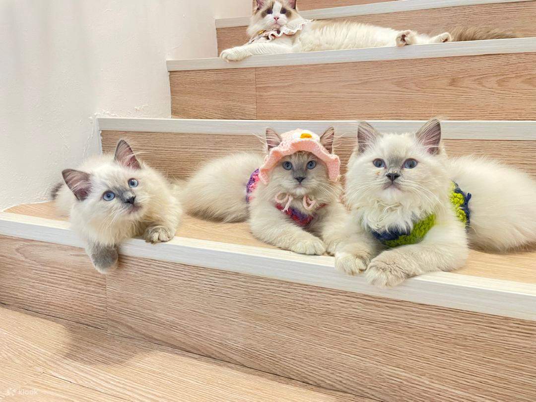 Zenzoo Japanese Cat Cafe - Klook