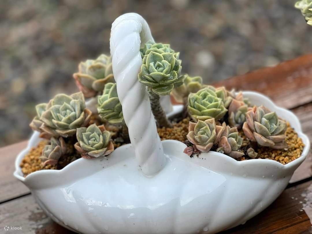 Yilan: DIY succulent plant potting experience - Klook