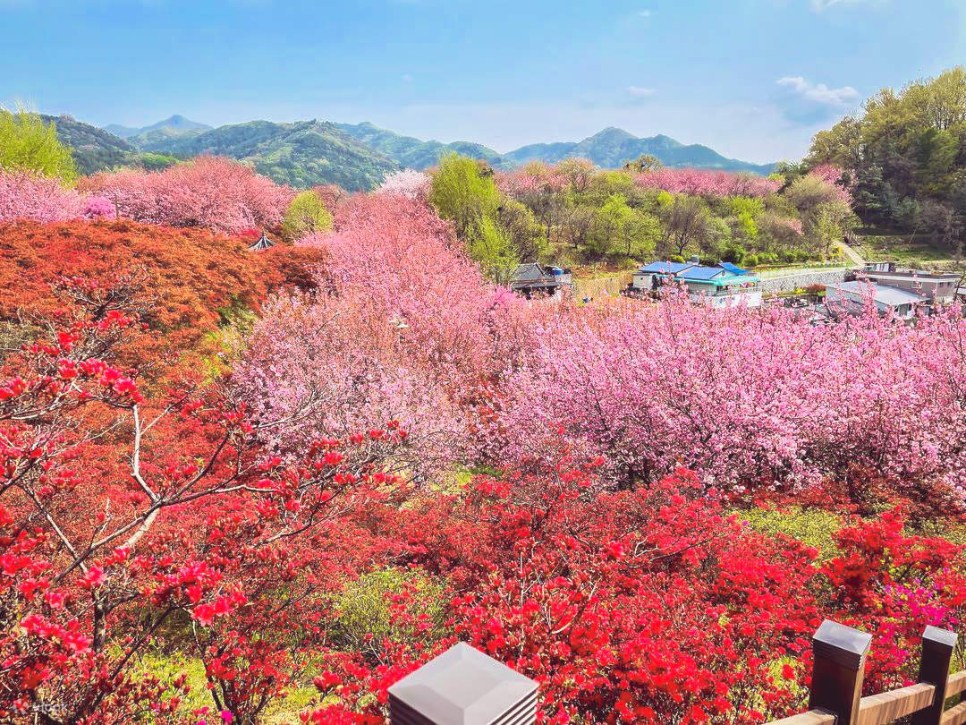Pink King Cherry Blossom Tour from Seoul - Klook
