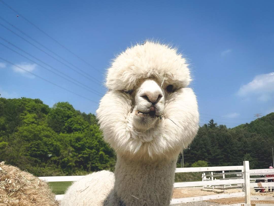 [Day tour from Seoul] Nami Island, Water Garden, Namhansanseong - Klook