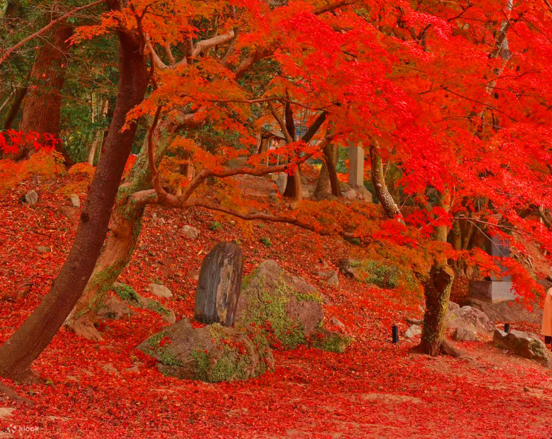 Autumn Kyushu Maple Viewing Tour: Kamado Shrine, Yufuin, Yabakei, and Umi Jigoku Day Trip ...