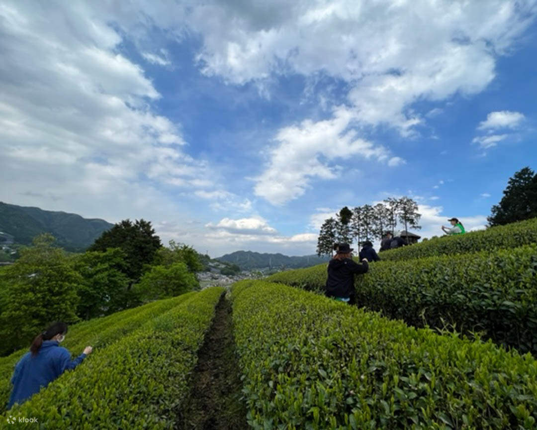 Matcha Picking and Tasting in Kyoto - Klook Philippines