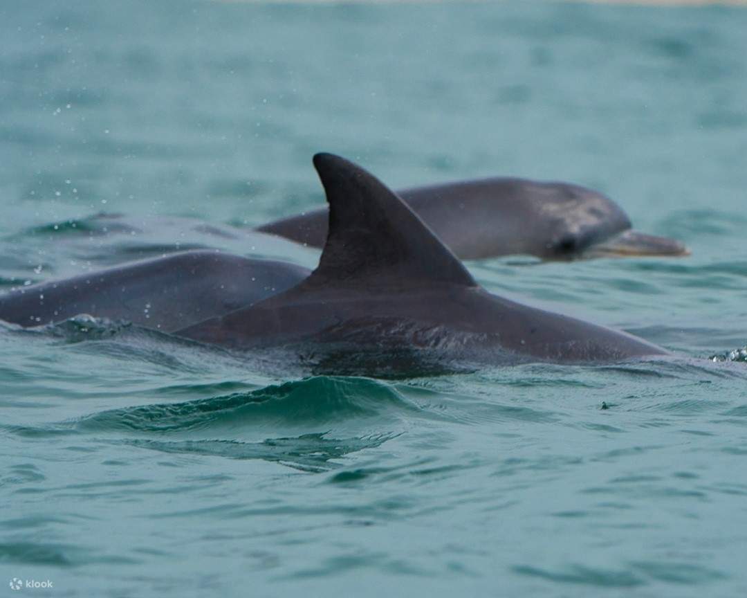 Noosa-Delfin-Safari-Kreuzfahrt - Klook, Vereinigte Staaten
