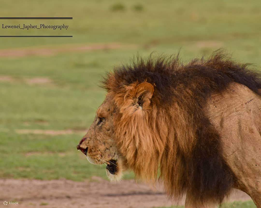 Experience the Spectacular 4 Day Maasai Mara and Lake Nakuru National ...