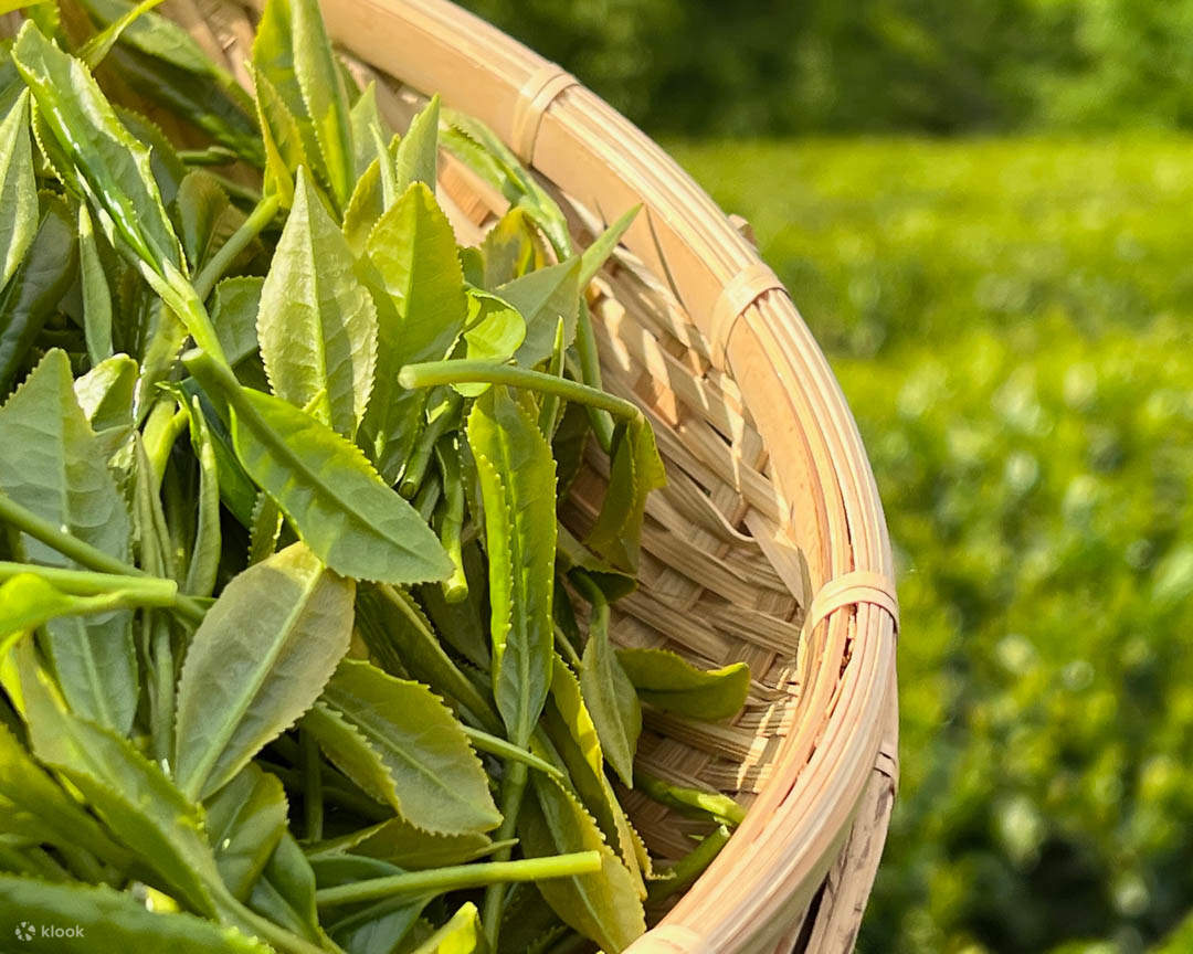 Matcha Picking and Tasting in Kyoto - Klook