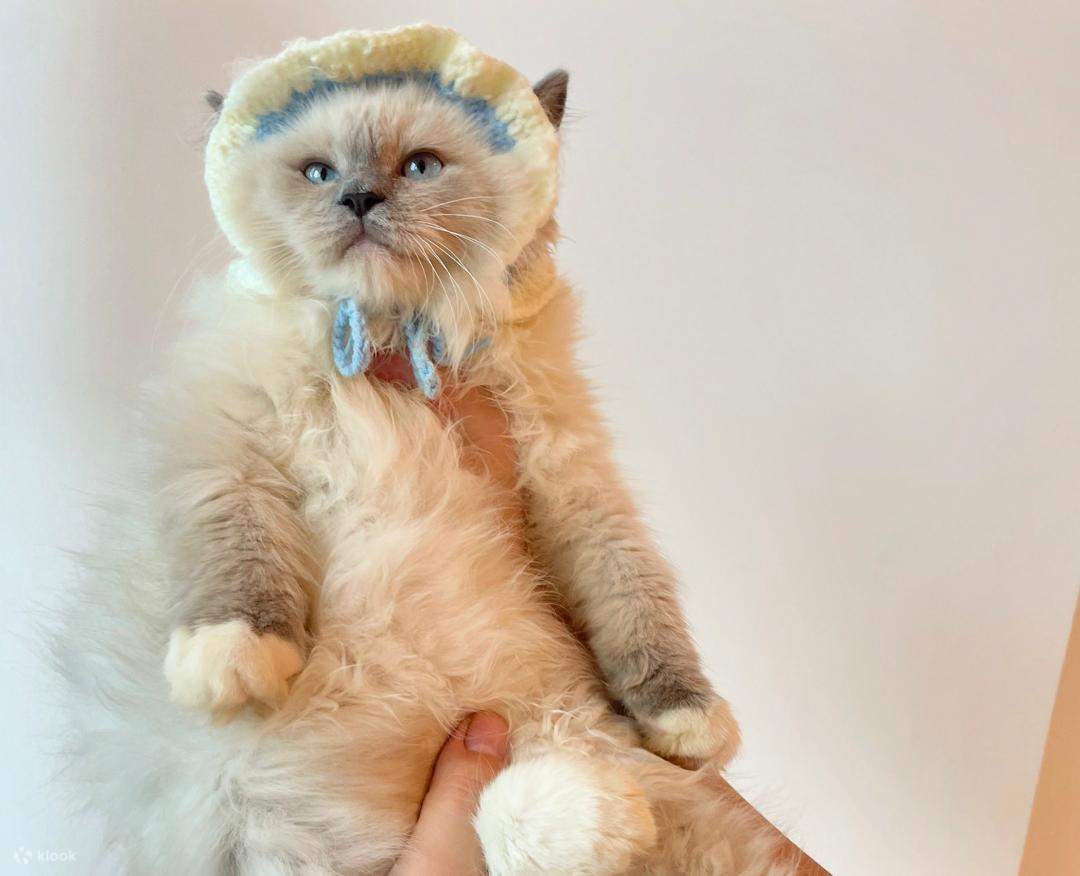 Kafe Kucing Jepang Zenzoo - Klook Indonesia