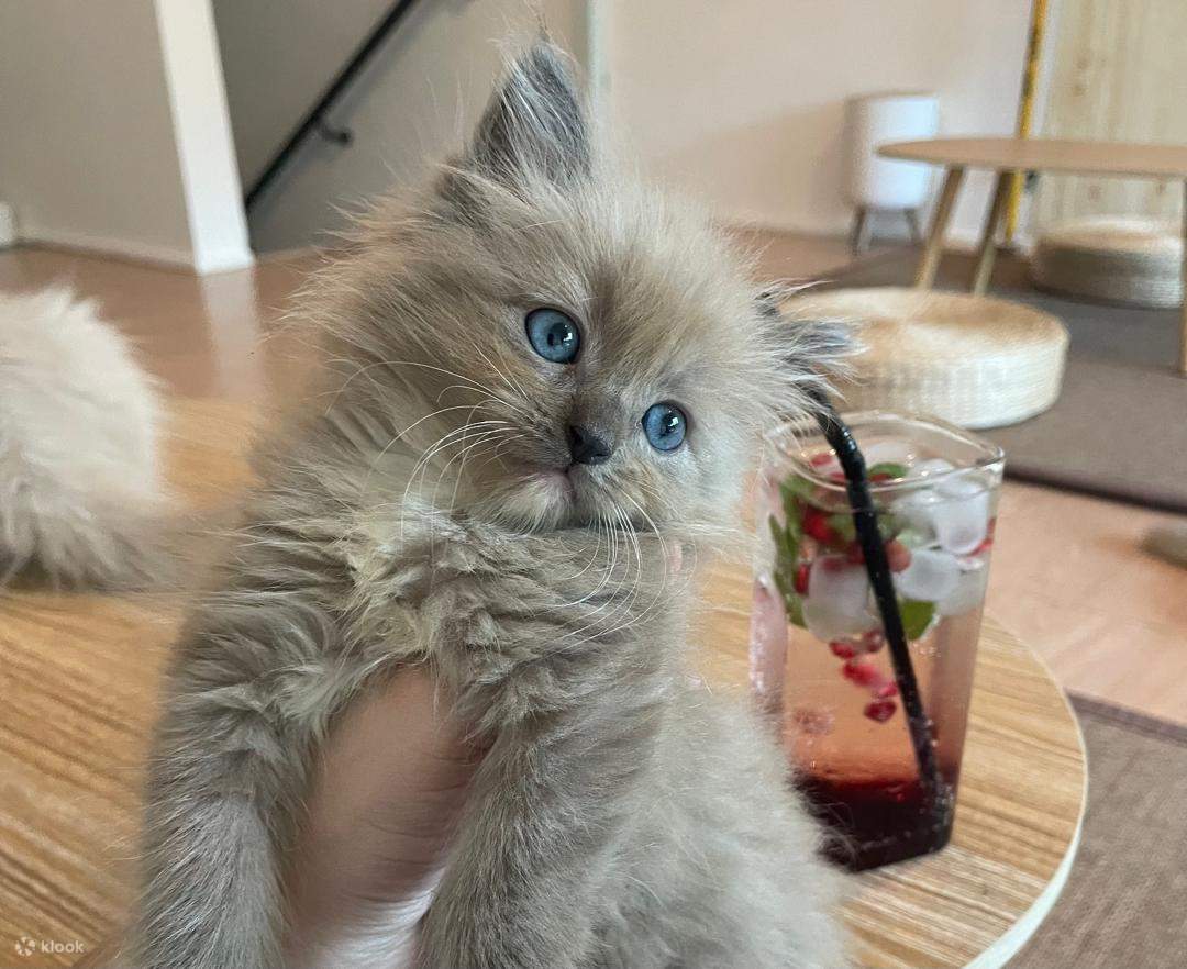 Zenzoo Japanese Cat Cafe - Klook Hong Kong