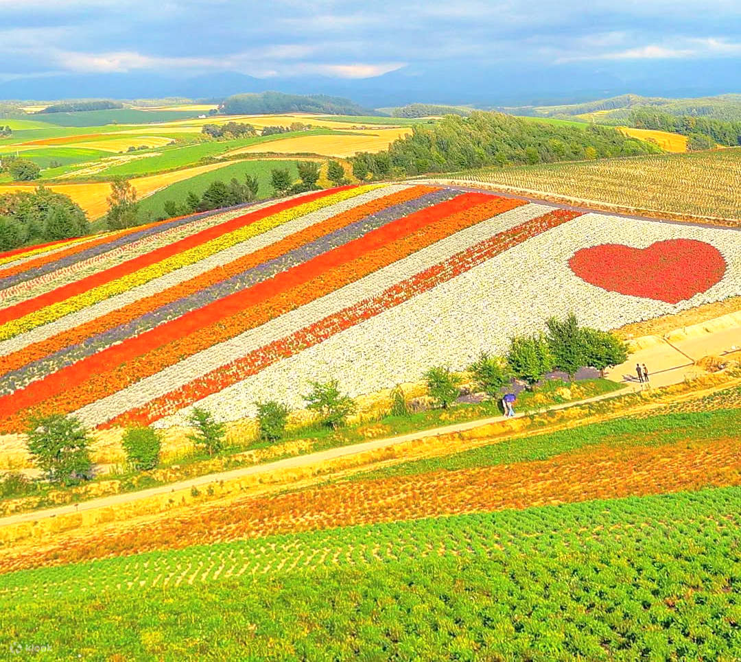 Hokkaido: Biei & Furano, Farm Tomita & Shikisai-no-oka Day Tour from ...
