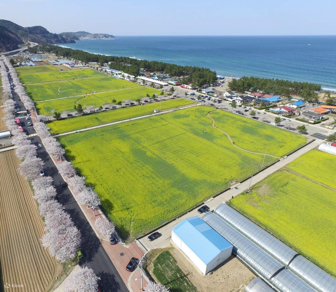 Tour de un día a Samcheok Maengbang Canola Flower y Ocean Rail Bike ...