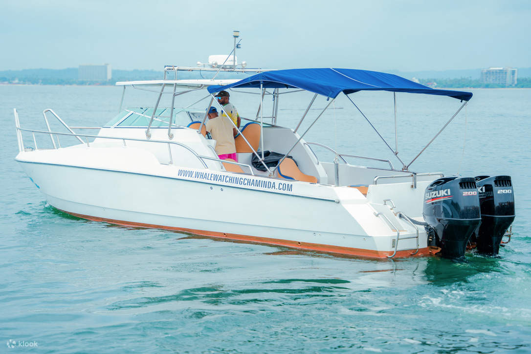 Excursion privée VIP en bateau de sport pour l'observation des baleines ...