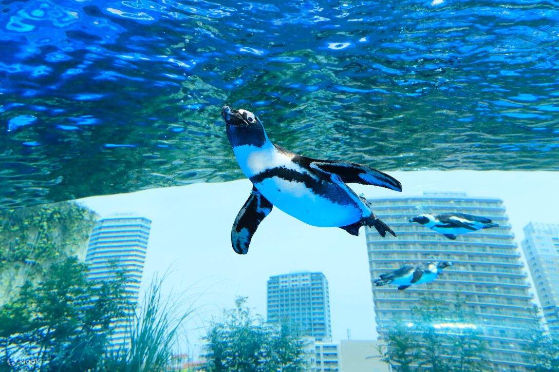 Sunshine Aquarium + SKY CIRCUS Sunshine 60 Observatory Admission Ticket ...