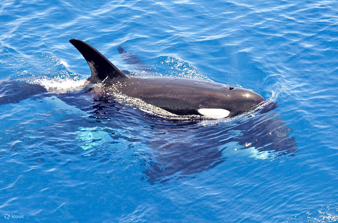 Hualien: Whale World Whale Watching Ecological Tour (Additional New ...