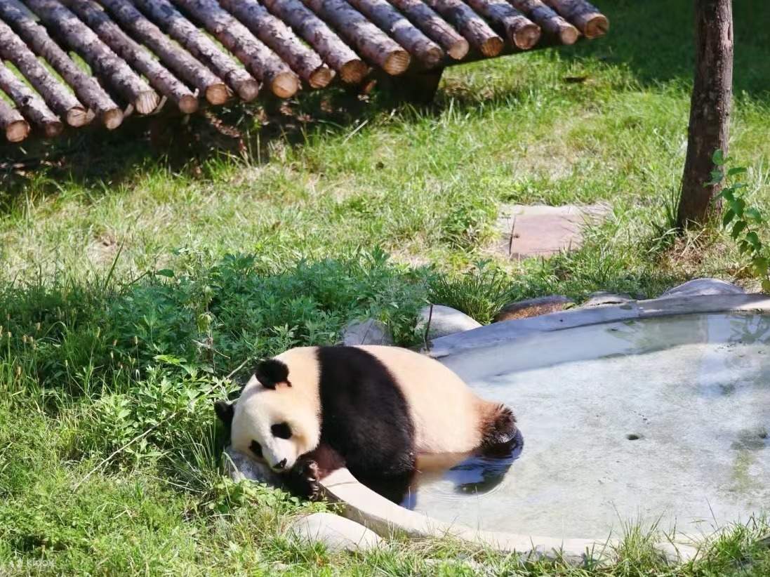 Xi'an Private Giant Panda "Qizai" Half-Day Tour (Full Escort by Chinese ...