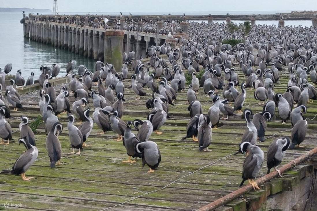 Timaru, Waimate, Oamaru: 6 hour Tour from Timaru - Klook India