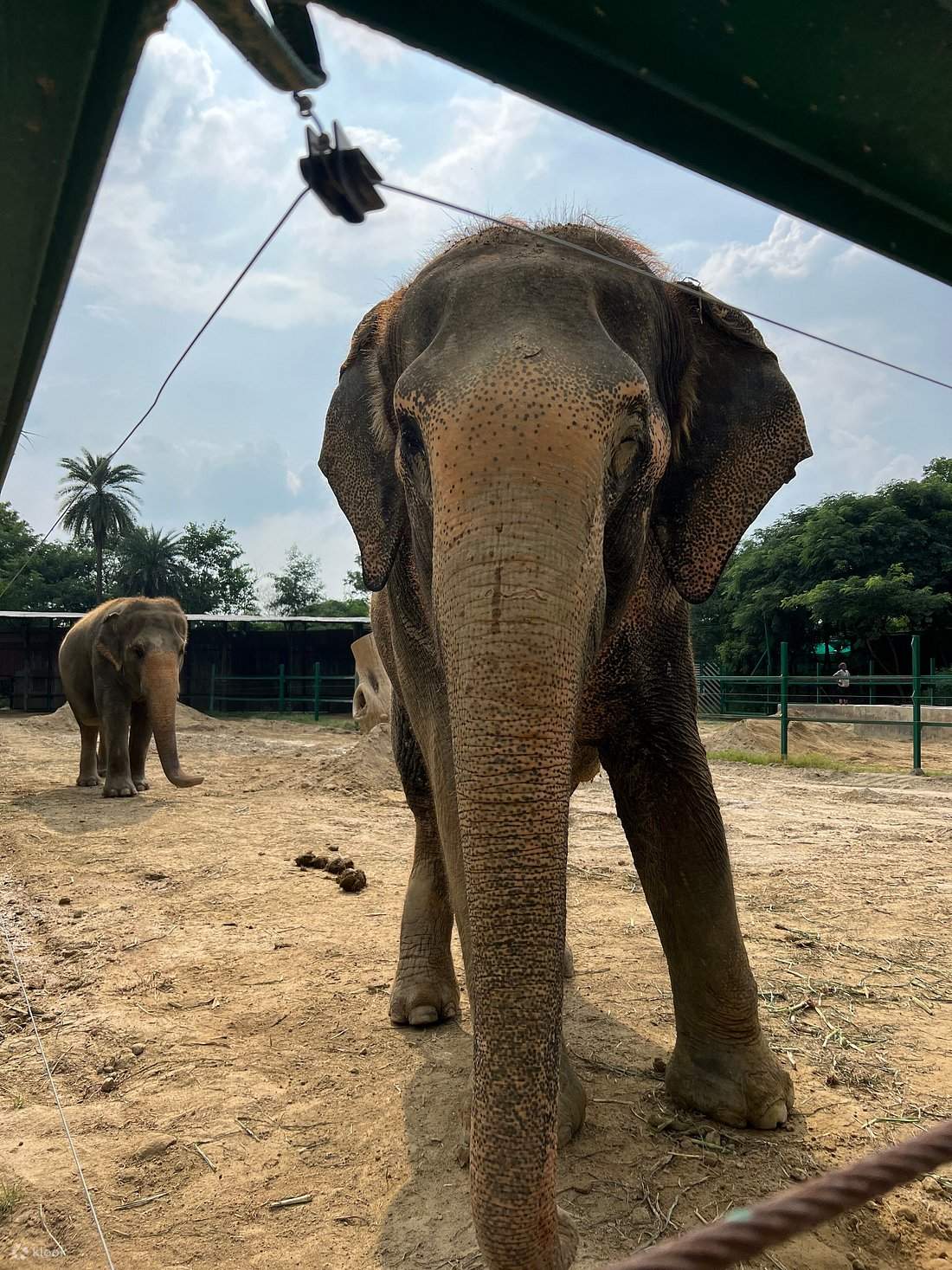 "Explore the Taj Mahal and Support Wildlife SOS Conservation Efforts ...