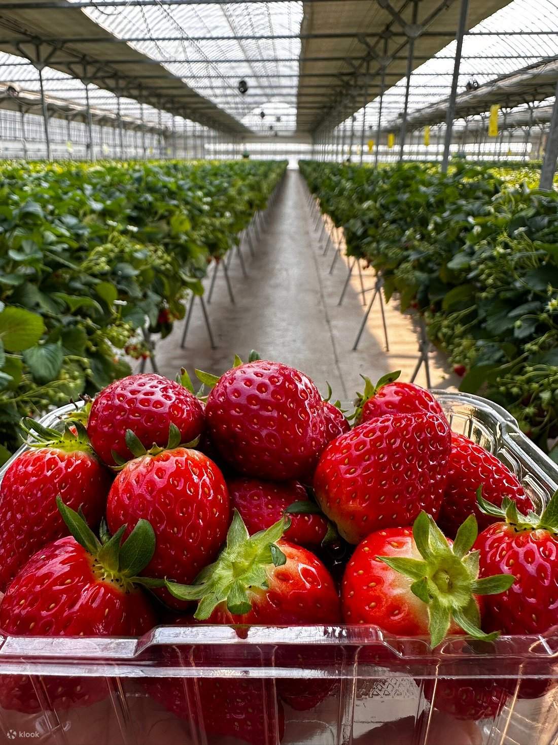 Eobi Ice Valley & Konjiam Luxury Ski Resort Day Tour from Seoul - Klook