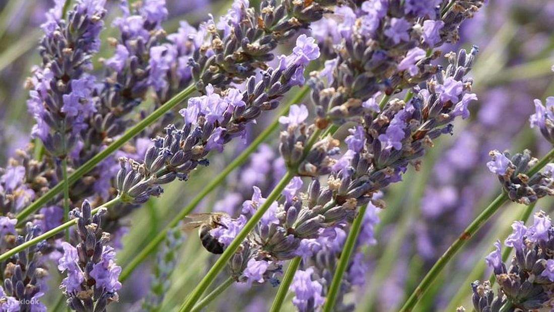 Sault Lavender Full Day Tour from Marseille, France - Klook United Kingdom
