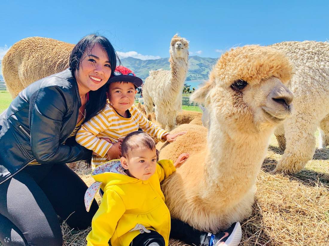 Akaroa Shamarra Alpaca Farm Tour - Klook Singapore