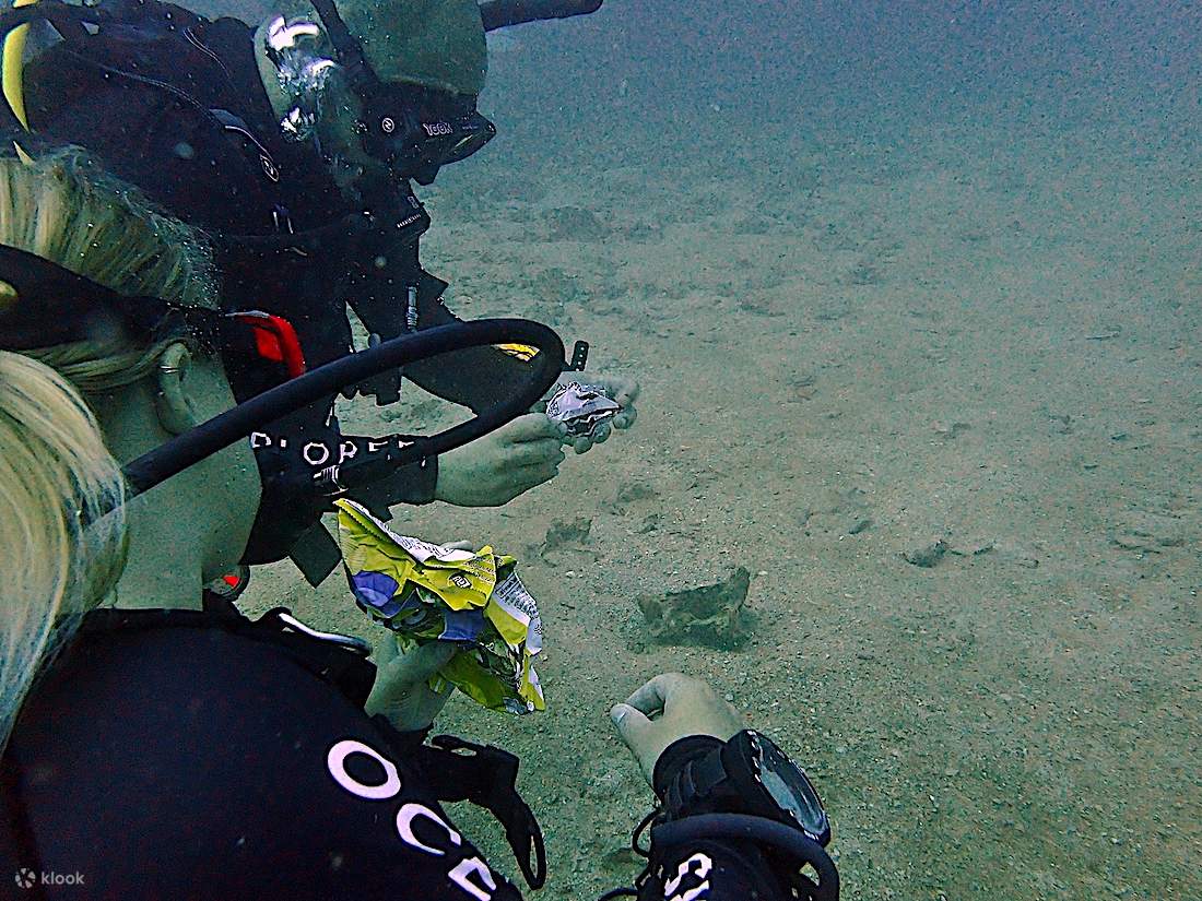Experience an Unforgettable Morning Dive Trip in Koh Tao with PADI 5 ...