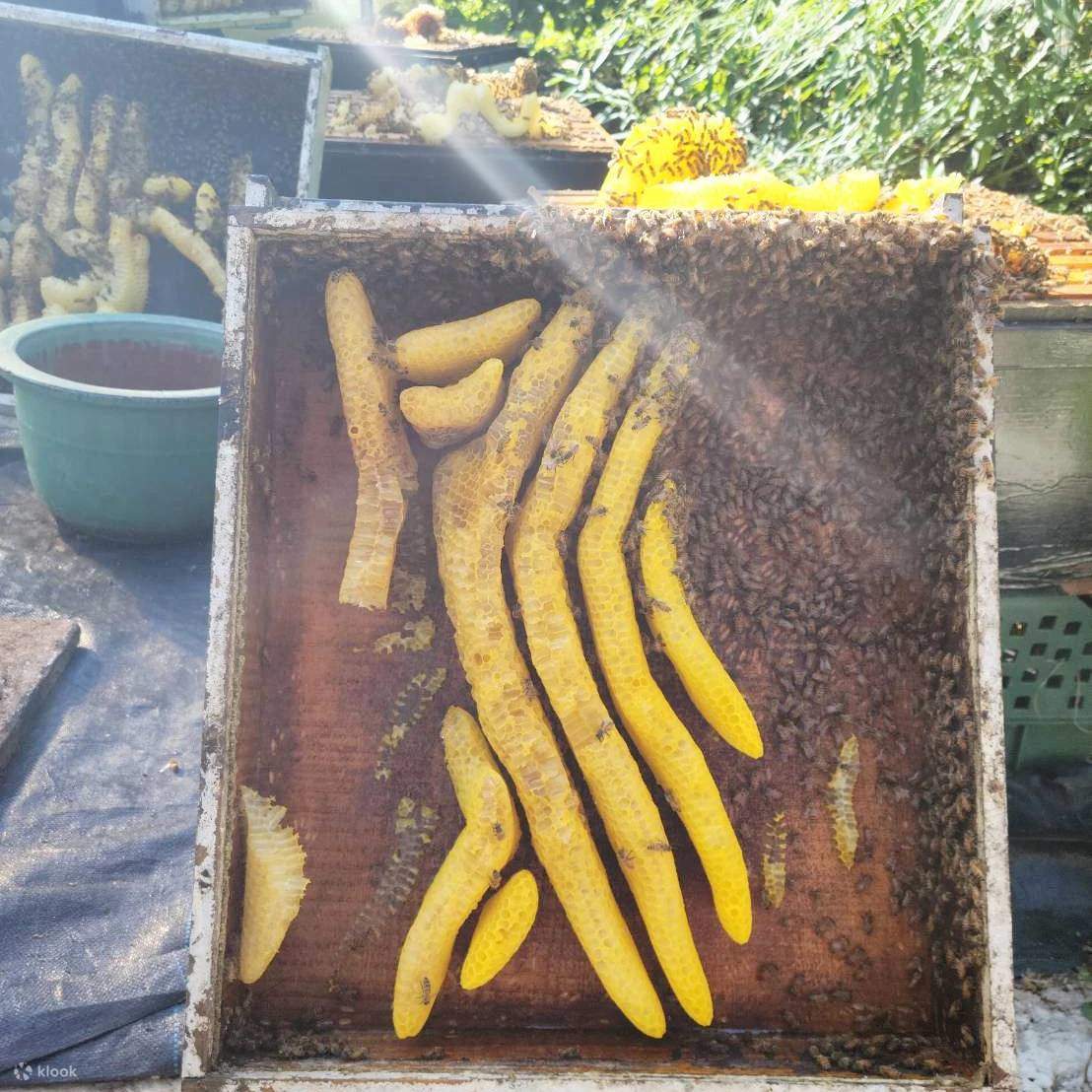 台北：東林草莓農園｜7月百花蜜季｜採蜜實境秀/鬆餅DIY - Klook 客路