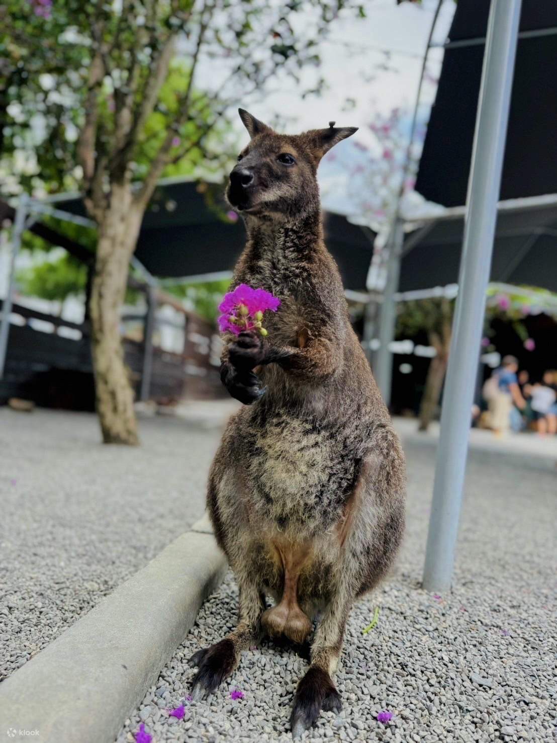 Zhang Mei Ama’s Farm Ticket in Yilan - Klook Canada