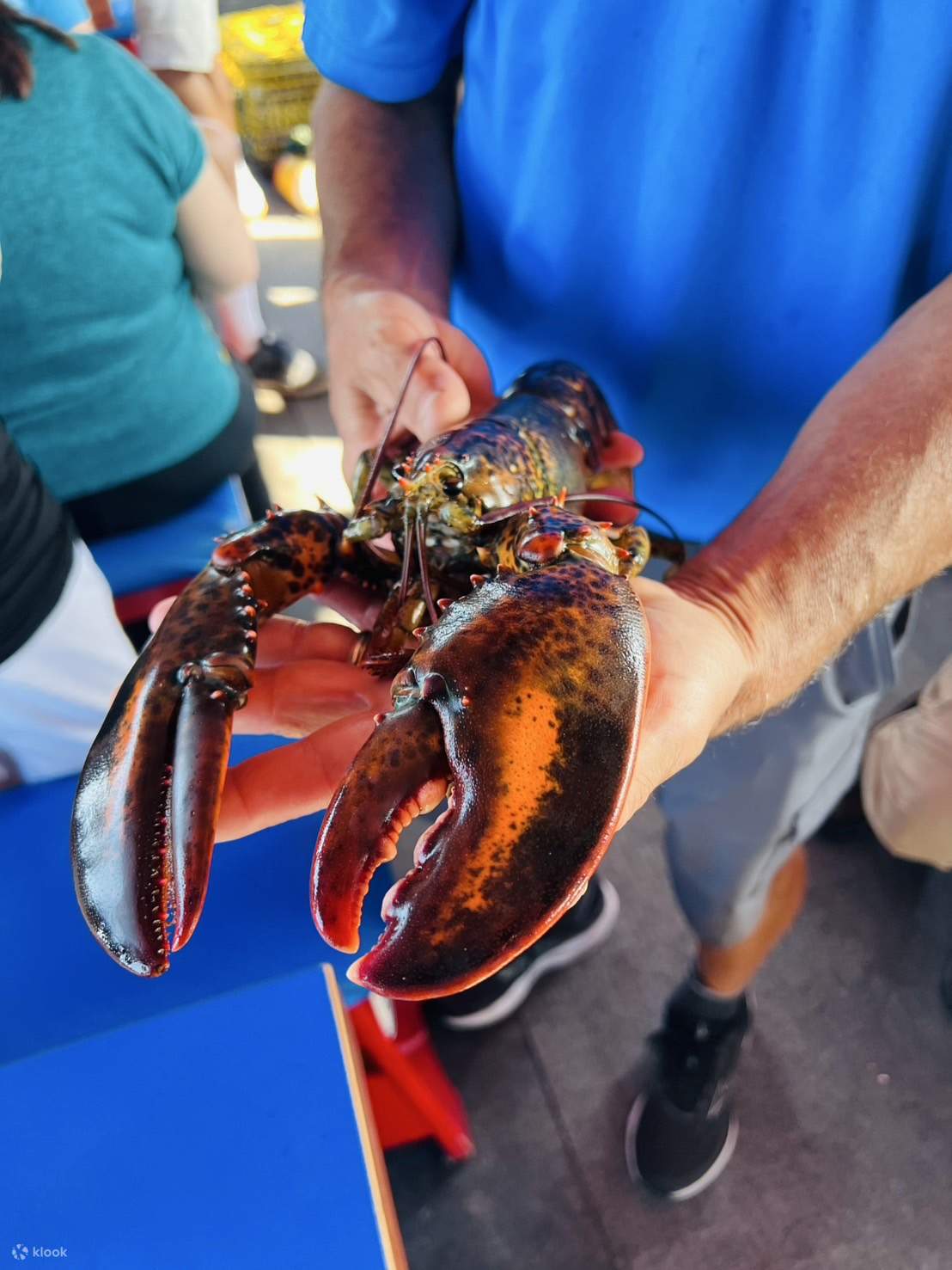 Hopewell + Fundy National Park + Shediac Lobster Cruise 2-Day Tour ...