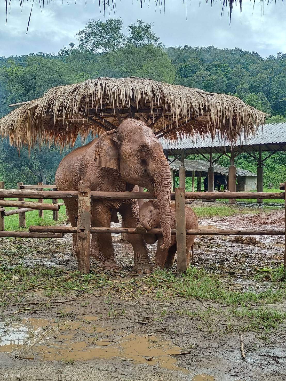 Elephant Jungle Journeys: Chiangmai's Best Budget Deals Await! - Klook