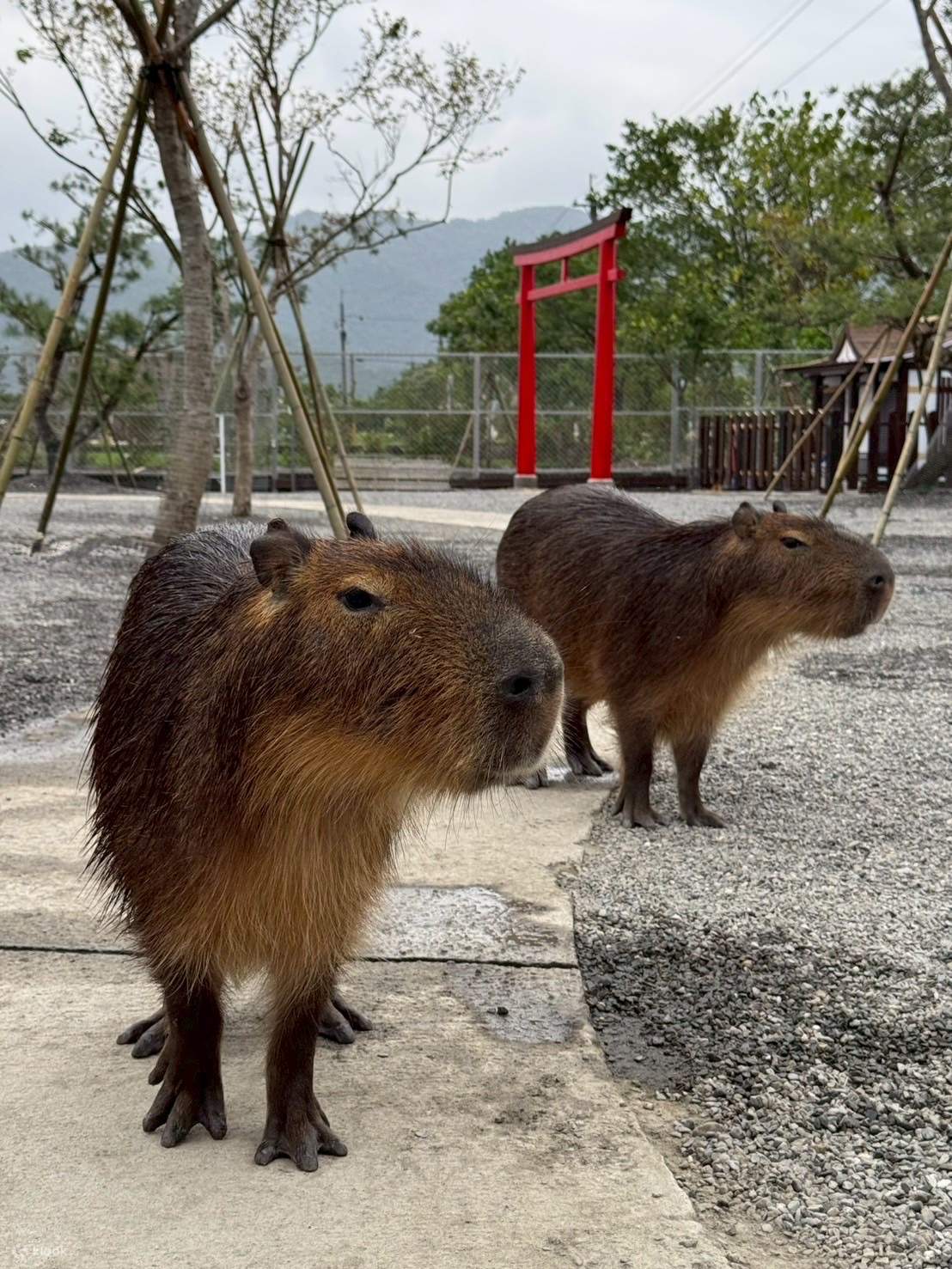 宜蘭張美阿嬤農場門票 - Klook 客路