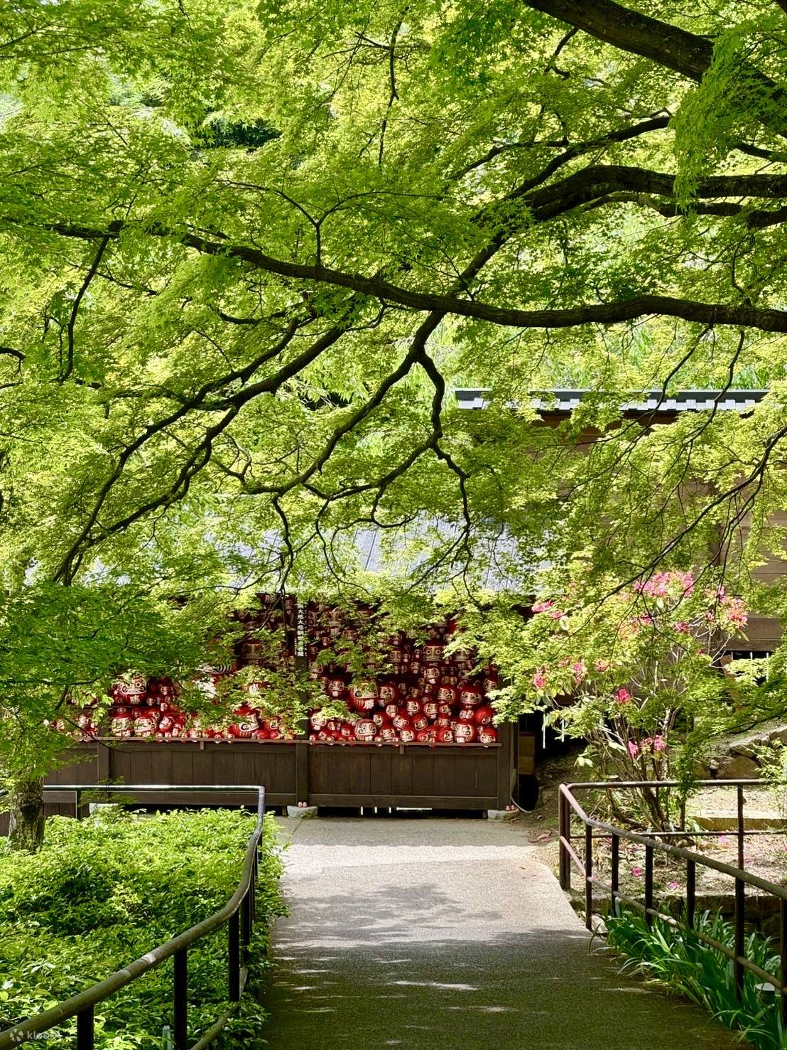 One-Day Tour to Katsuoji Temple, the Temple of the Victorious Daruma in ...