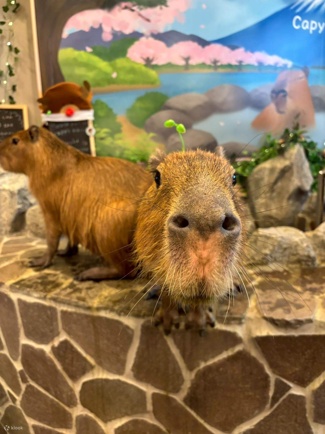 Capybara cafe Moffu Tokyo - Klook