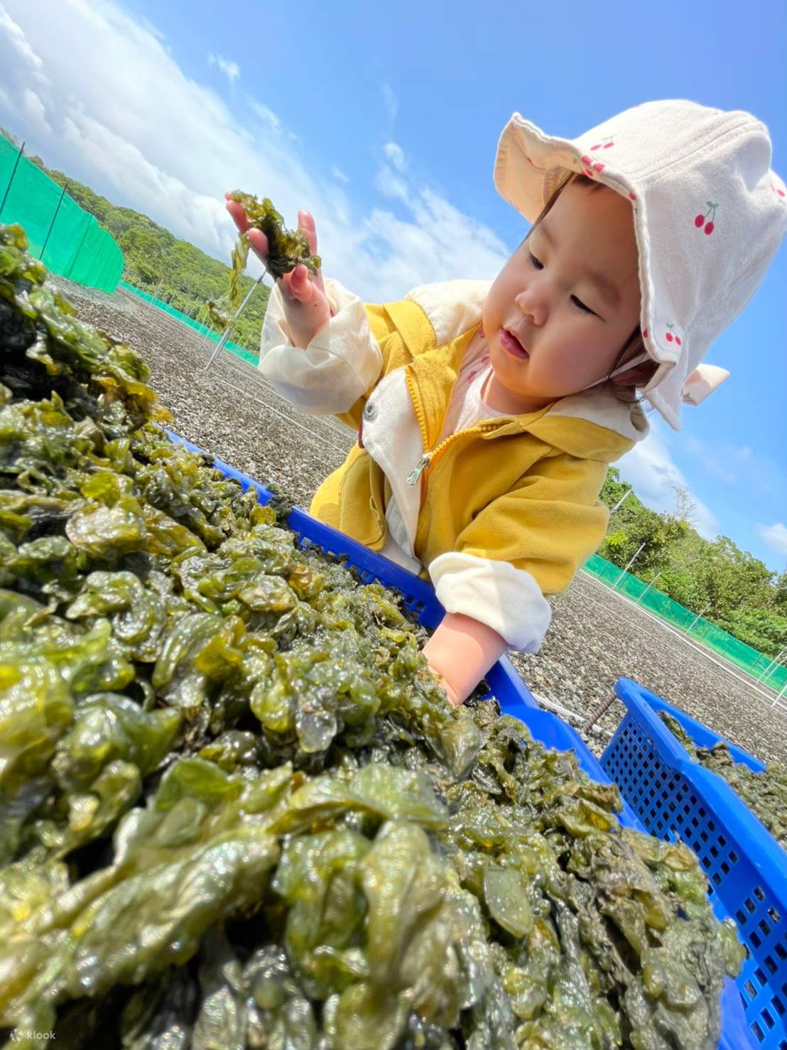 Yulai Mushroom & Algae Harvesting Experience - Klook