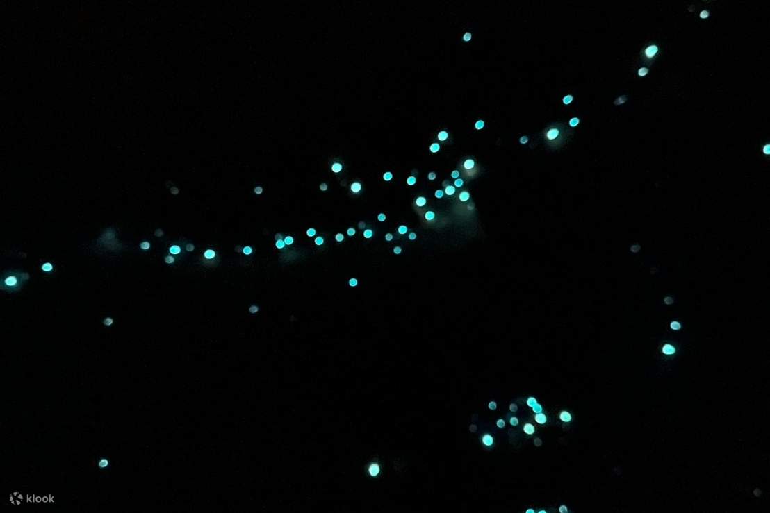 Natural Bridge Springbrook National Park Glow Worm Night Tour - Klook