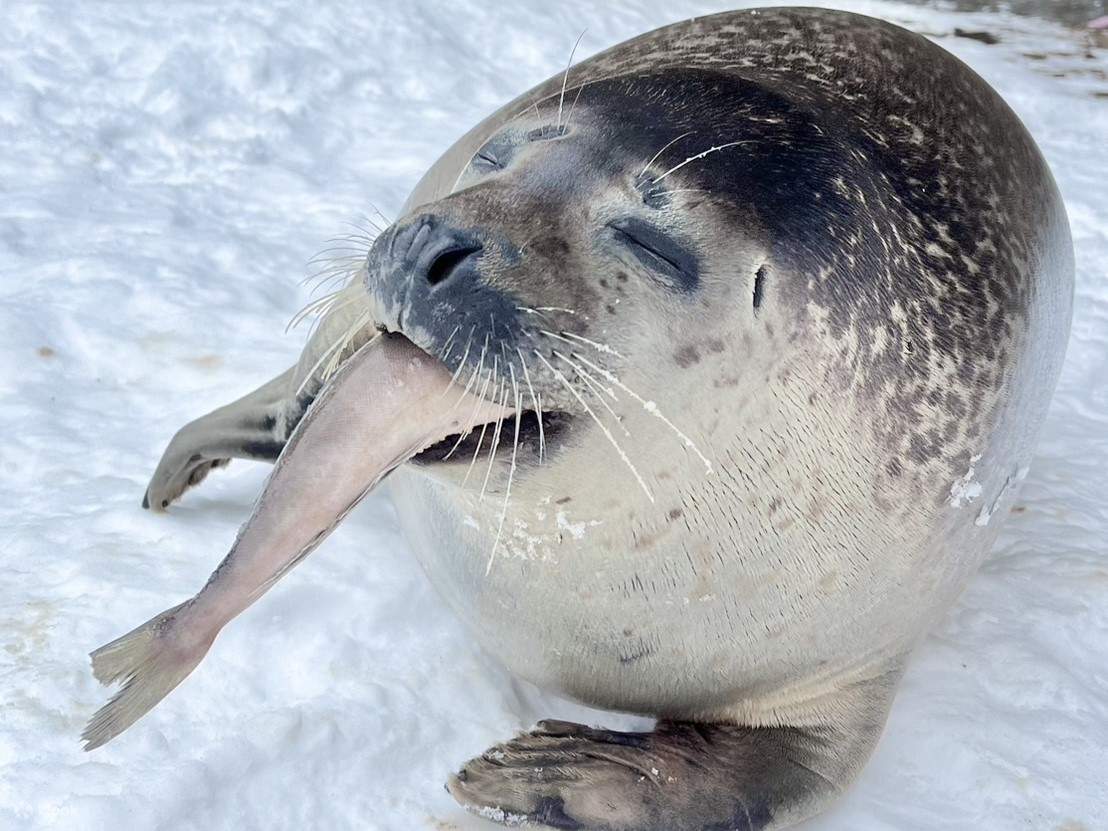 Hokkaido Route A: Asahiyama Zoo, Shiki-Sai-no-Oka Snow Fun, and Ningle ...