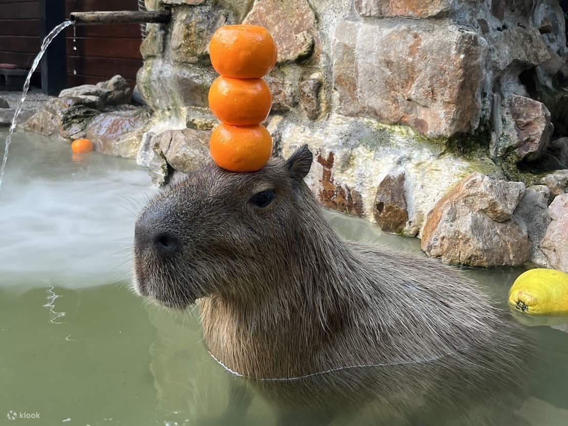 Yilan Zhang Mei Ama Farm Day Tour from Taipei - Klook Philippines