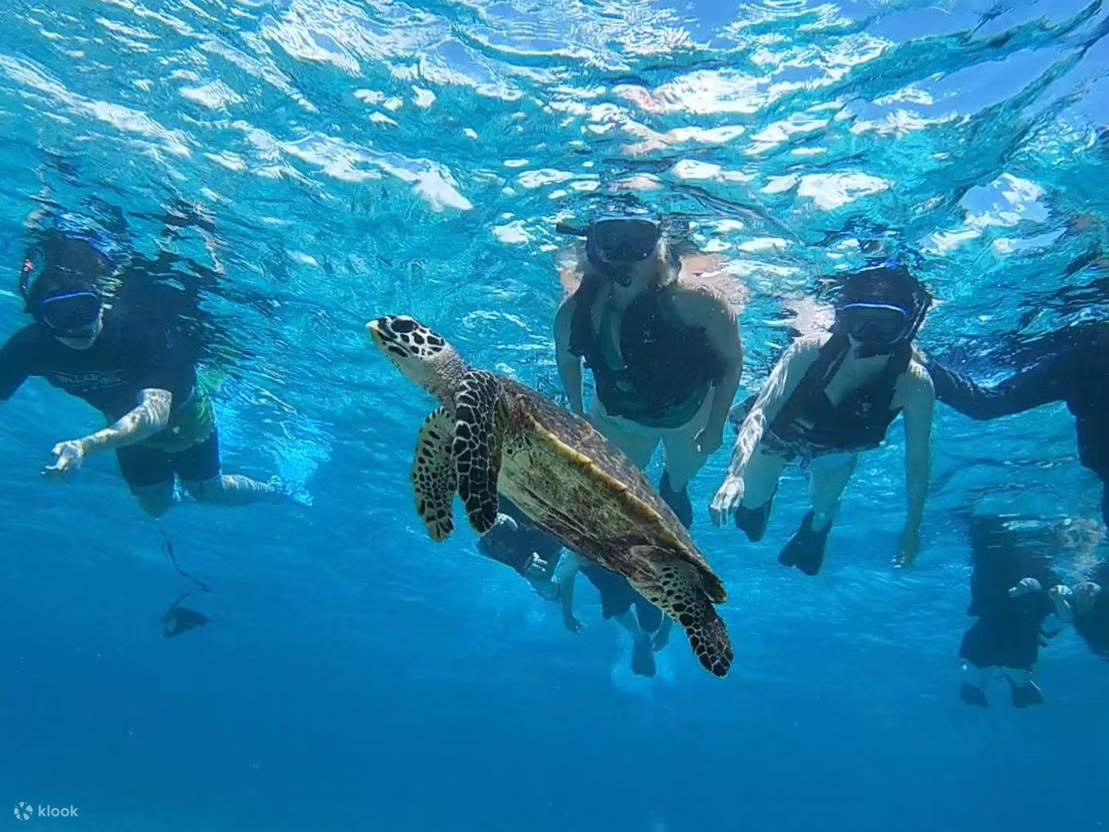 Iriomote Island Yubu Island sightseeing & selectable activity 1 day ...